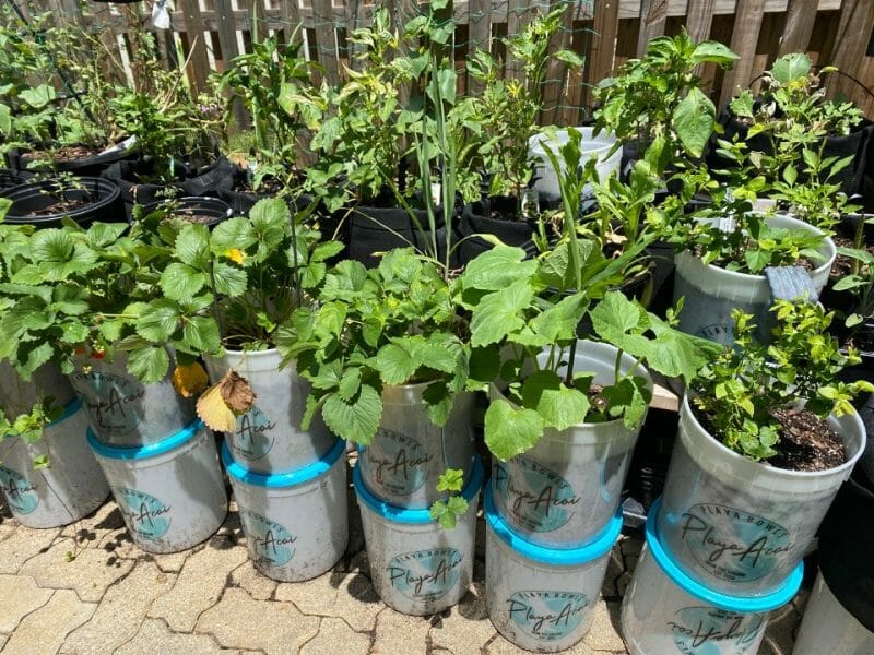 8 Ways To Reuse a Playa Acai Tub - Playa Bowls